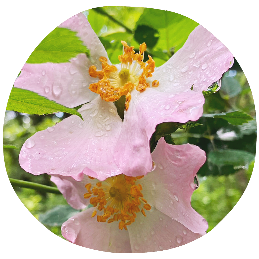 Hatha Yoga Maria Maleviti — testimonials-en