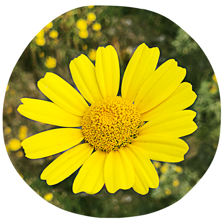 Hatha Yoga Maria Maleviti